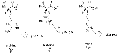 Lysine Ionized Structure